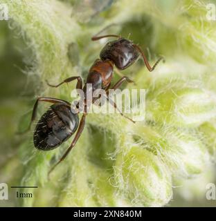 Hyatt's Carpenter Ant (Camponotus hyatti) Insecta Stock Photo - Alamy