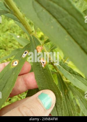 Carbonifera goldenrod gall midge (Asteromyia carbonifera) Insecta Stock ...