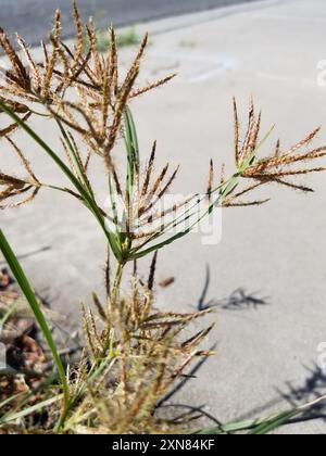 Purple nutsedge (Cyperus rotundus) Plantae Stock Photo - Alamy