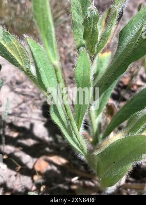 western hawkweed (Hieracium scouleri) Plantae Stock Photo - Alamy