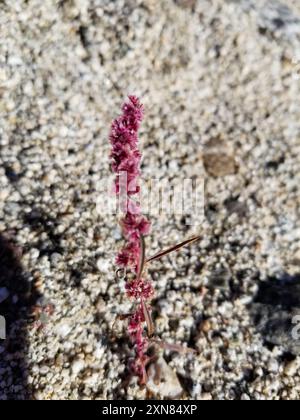 Fringed Amaranth (Amaranthus fimbriatus) Plantae Stock Photo - Alamy