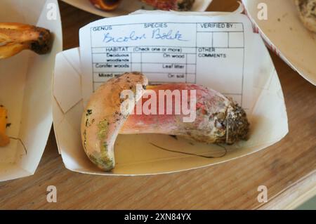 two-colored bolete (Baorangia bicolor) Fungi Stock Photo - Alamy
