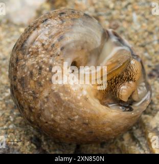 Western Banded Tegula (Tegula eiseni) Mollusca Stock Photo - Alamy