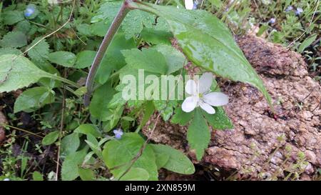 Piper's Anemone (Anemonoides piperi), Plantae, Pomeroy, WA, US Stock ...