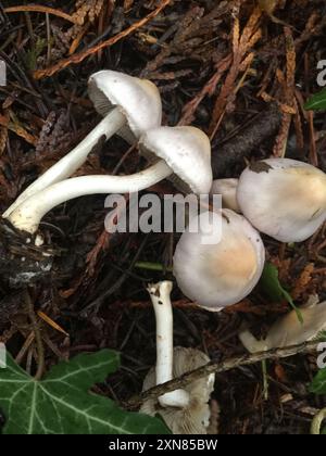 Lilac Fibrecap (Inocybe lilacina) Fungi Stock Photo - Alamy