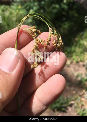 Small-flower Woodrush (Luzula parviflora) Plantae Stock Photo - Alamy