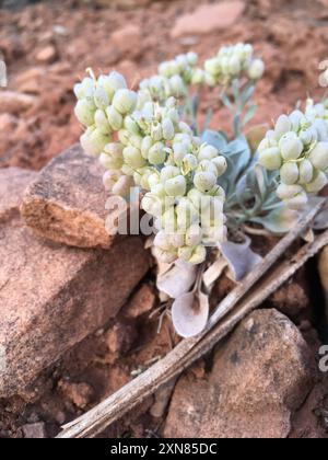 Double Bladderpod (Physaria acutifolia), Plantae, Grand Junction, CO ...