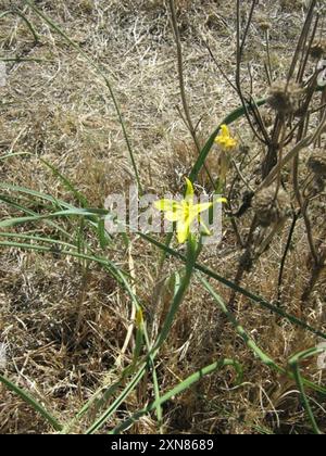 Pale Tulp (Moraea pallida) Plantae Stock Photo - Alamy
