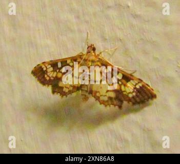 Assembly Moth (Samea ecclesialis) Insecta Stock Photo - Alamy