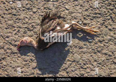dead chicken lies on the asphalt road after being hit by a vehicle ...