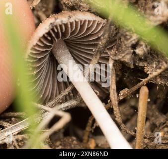 Tall Psathyrella (Psathyrella longipes) Fungi Stock Photo - Alamy