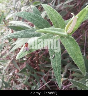 Sagewood (Buddleja salviifolia) Plantae Stock Photo - Alamy