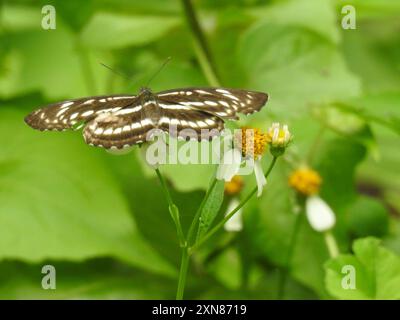 Staff Sergeant (Athyma selenophora), Insecta, Hong Kong Island, Pok Fu ...