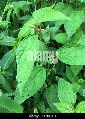 Asian Copperleaf (Acalypha australis) Plantae Stock Photo - Alamy