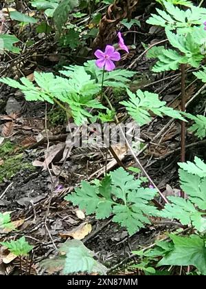 Greater Herb Robert (Geranium yeoi) Plantae Stock Photo - Alamy