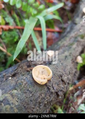 (Cookeina colensoi) Fungi Stock Photo - Alamy