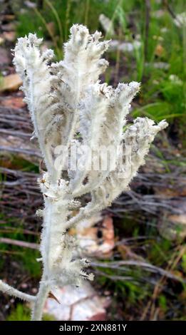 Lambstail (Lanaria lanata) Plantae Stock Photo - Alamy