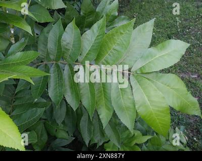 walnut family (Juglandaceae) Plantae Stock Photo - Alamy