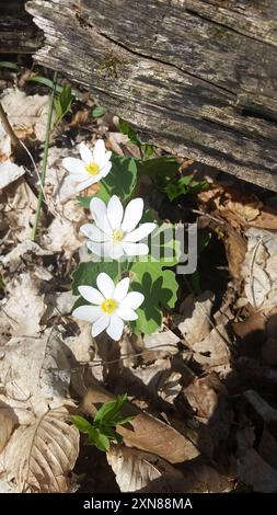 bloodroot (Sanguinaria canadensis) Plantae Stock Photo - Alamy