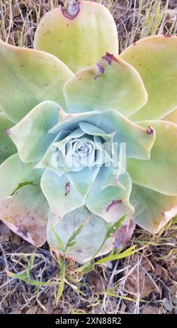 Chalk Dudleya (Dudleya pulverulenta) Plantae Stock Photo - Alamy