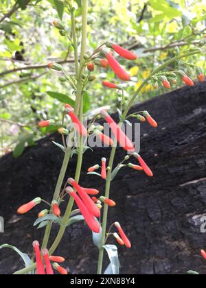 scarlet bugler (Penstemon centranthifolius) Plantae Stock Photo - Alamy