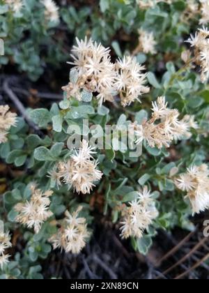 Wedgeleaf Goldenbush (Ericameria cuneata) Plantae Stock Photo - Alamy