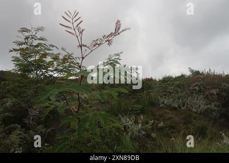 Cedar wattle (Acacia elata) Plantae Stock Photo - Alamy