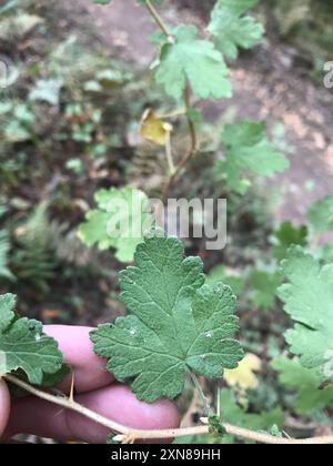 canyon gooseberry (Ribes menziesii), Plantae, Pescadero Creek County ...