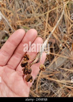 inflated grasswidow (Olsynium douglasii inflatum) Plantae Stock Photo ...