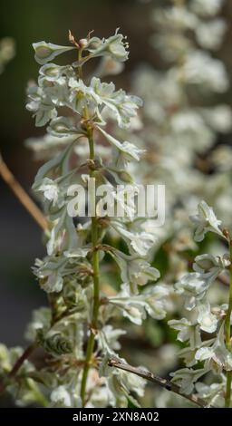 knotweed family (Polygonaceae) Plantae Stock Photo - Alamy