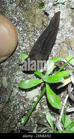 Greenhouse Slug (Milax gagates) Mollusca Stock Photo - Alamy