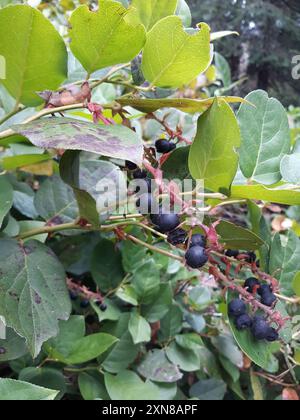 salal (Gaultheria shallon) Plantae Stock Photo - Alamy