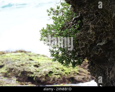 bantigue (Pemphis acidula) Plantae Stock Photo - Alamy