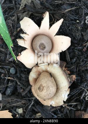 rounded earthstar (Geastrum saccatum) Fungi Stock Photo - Alamy