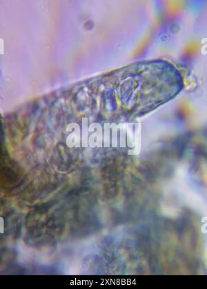 Half-free Morel (Morchella punctipes) Fungi Stock Photo - Alamy