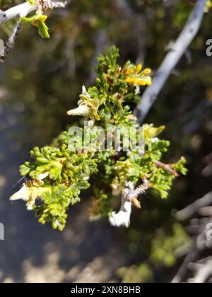desert bitterbrush (Purshia glandulosa) Plantae Stock Photo - Alamy