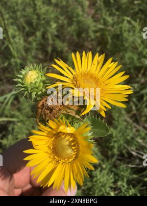 Spanish Gold (Grindelia ciliata) Plantae Stock Photo - Alamy
