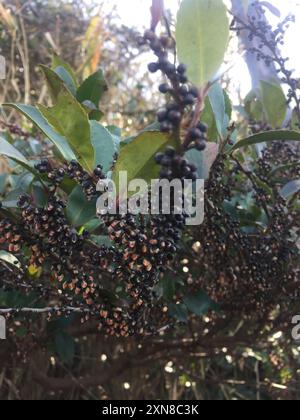 Japanese Eurya (Eurya japonica), Plantae, 中国浙江省温州市洞头区 Stock Photo - Alamy