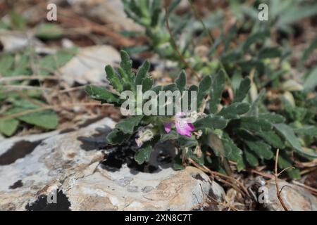 Southern Bugle (Ajuga iva) Plantae Stock Photo - Alamy