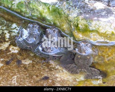 Natal Puddle Frog (Phrynobatrachus natalensis) Amphibia Stock Photo - Alamy