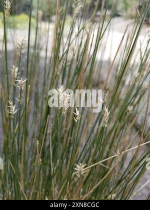 rushes (Juncus) Plantae Stock Photo - Alamy