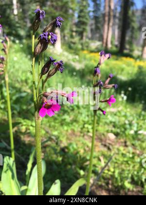 Parry's primrose (Primula parryi) Plantae Stock Photo - Alamy