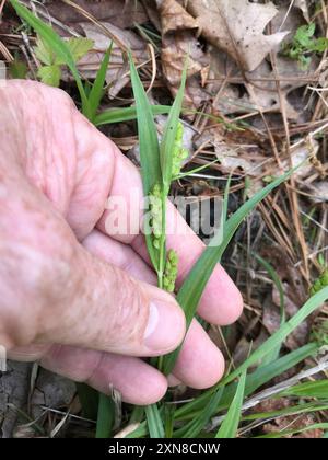 Blue Sedge (Carex glaucodea) Plantae Stock Photo - Alamy