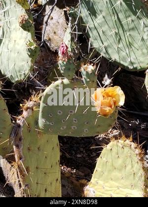 Western Pricklypear (Opuntia orbiculata) Plantae Stock Photo - Alamy