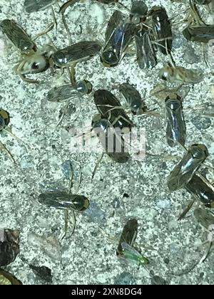 Water Boatmen (Corixidae) Insecta Stock Photo - Alamy