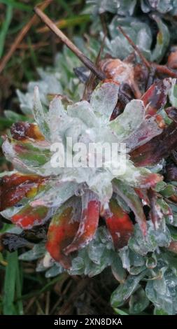 flathead rabbit tobacco (Diaperia prolifera Stock Photo - Alamy