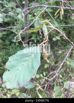 grey alder (Alnus incana) Plantae Stock Photo - Alamy