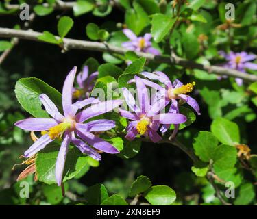 Crossberry (Grewia occidentalis) Plantae Stock Photo - Alamy
