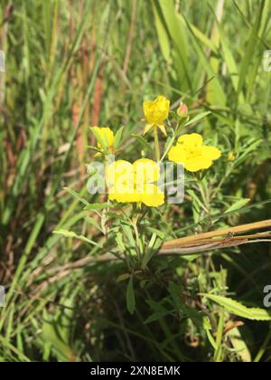yellow sundrops (Oenothera serrulata) Plantae Stock Photo - Alamy