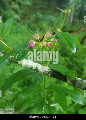 swamp loosestrife (Decodon verticillatus) Plantae Stock Photo - Alamy